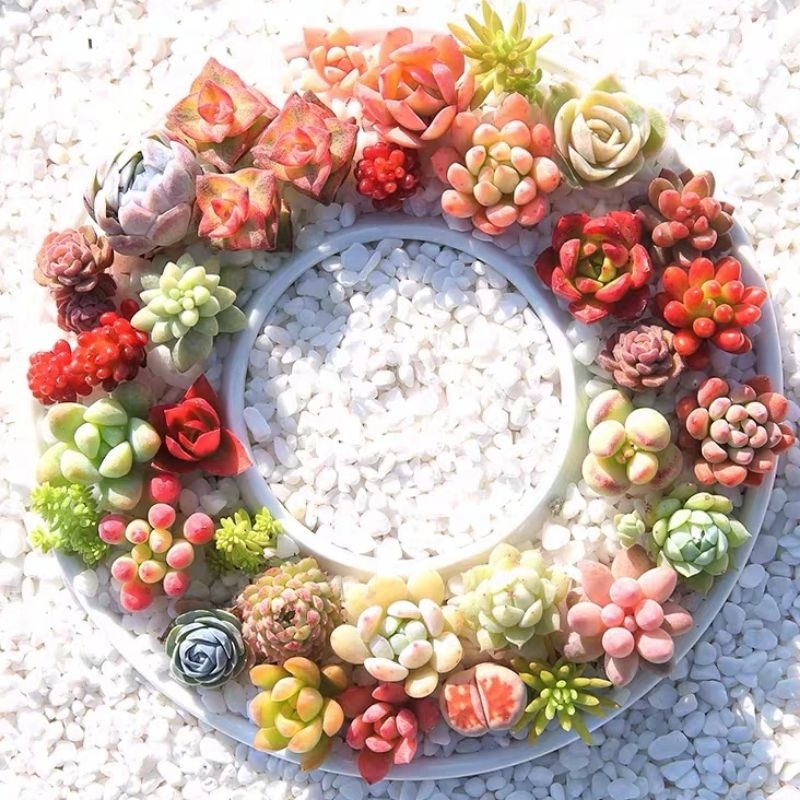 Biji Benih - Bunga Mix Rare Succulent/ Seed Cactus Seeds Rare Flower ...
