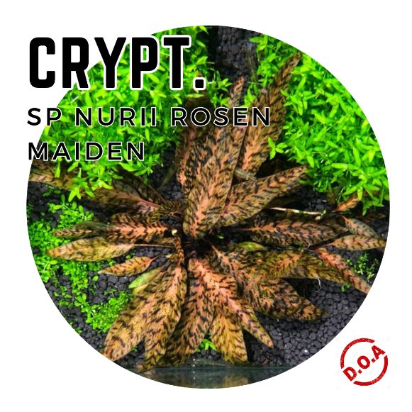 [Aquatic Plant] Rare Cryptocoryne Crypt Nurii Rosen Maiden Pink Line ...
