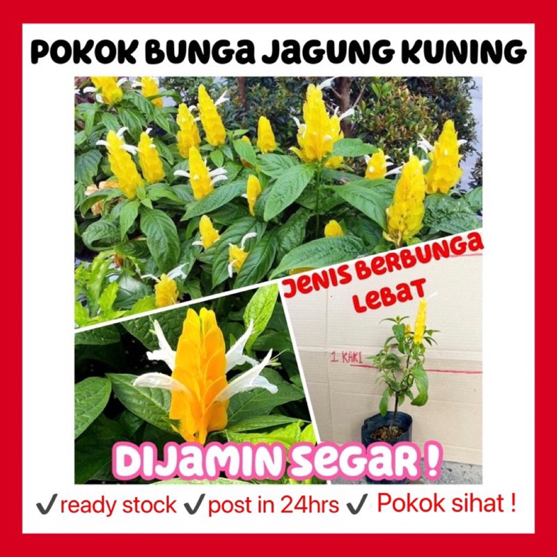 Rina • pokok bunga jagung kuning • golden shrimp plant cornflower ...