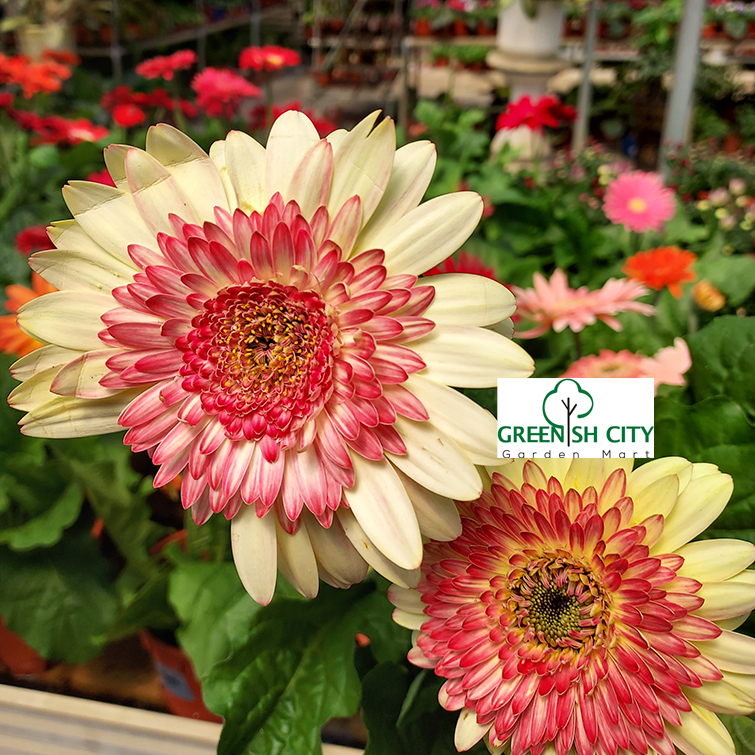 GNC - Live Plant Daisy Flower Gerbera Plant Pokok Bunga Daisi 雏菊非洲菊 ...