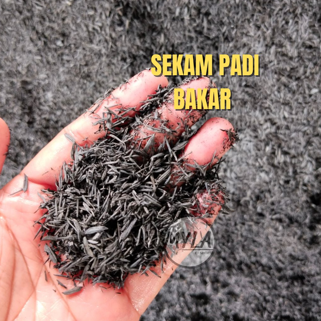 Sekam Padi Bakar 1 guni 55 Liter Kasar Burnt Rice Husk Gred A Kualiti ...