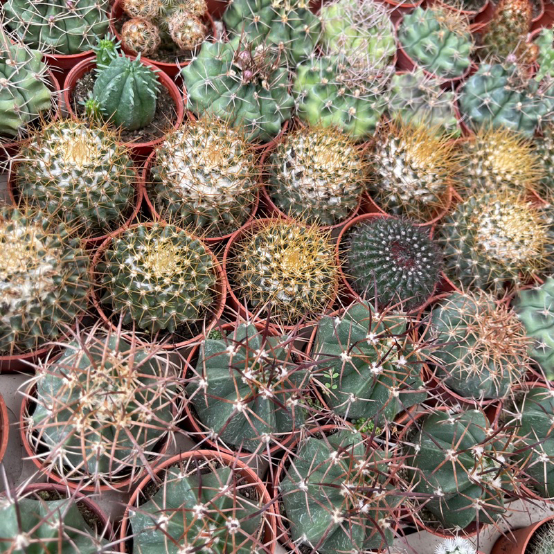 Cactus random 3pcs set 随机 仙人掌 3棵套组 5cm pot size pokok cactus duri ...
