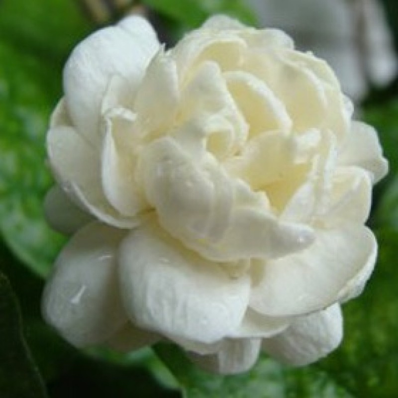 Jasmine Rose Flower 茉莉花 Tiger Head Jasmine Tree 虎头茉莉花 Live Plant Real ...