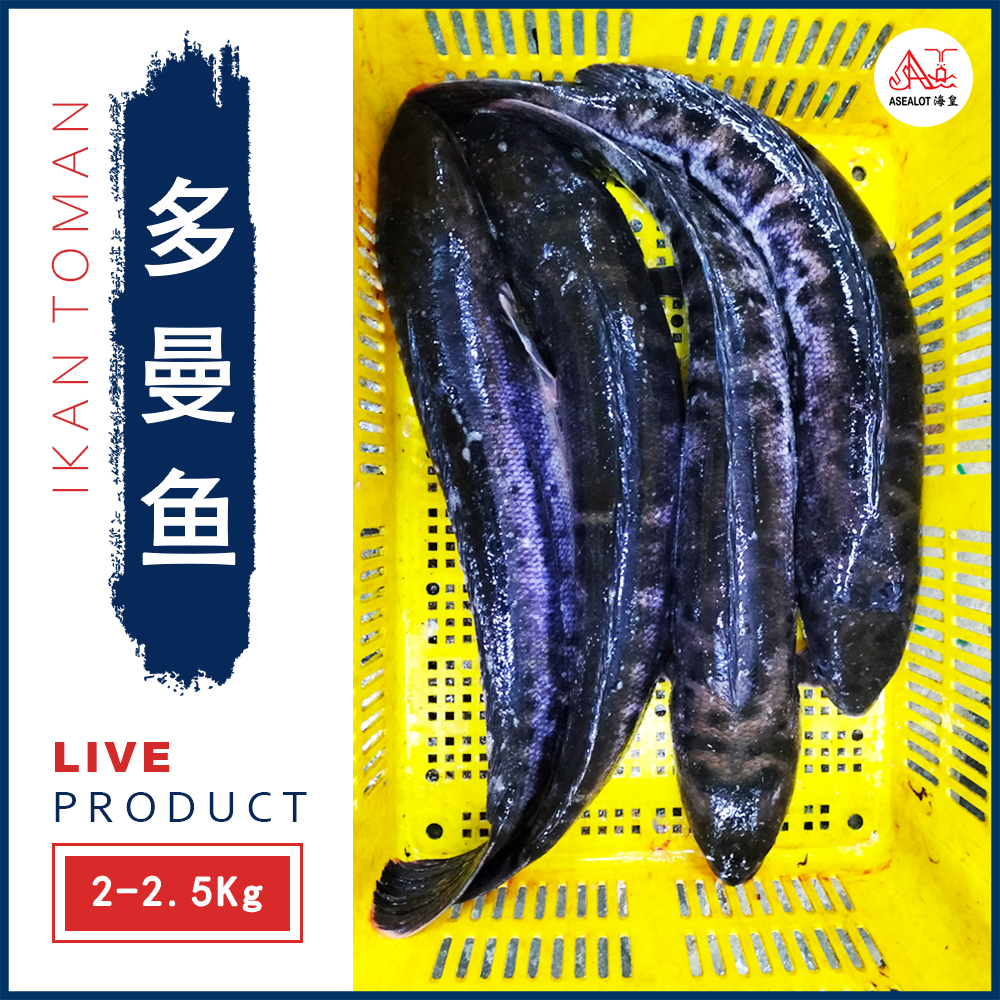 Live Toman | 多曼鱼 | Giant Snakehead Fish (1nos = 2Kg± - 2.5Kg±) | Shopee ...