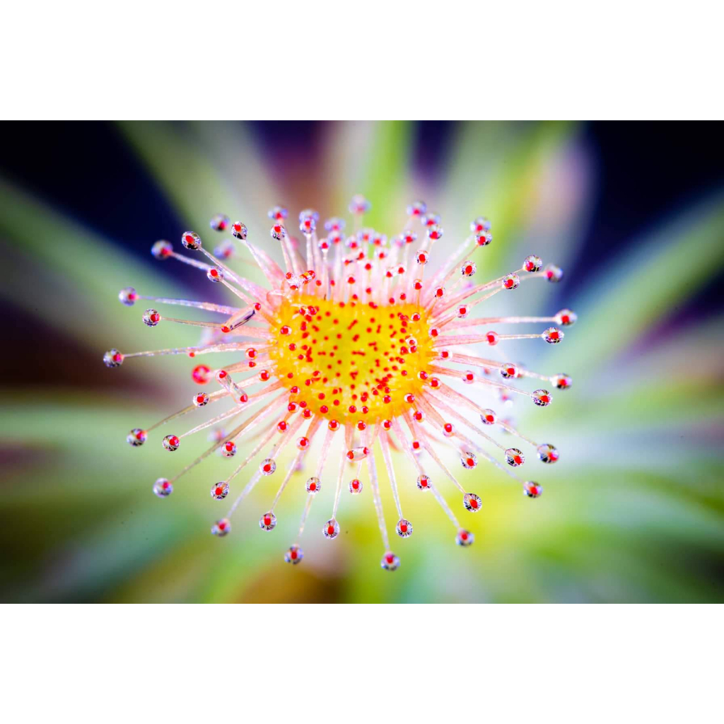[Bunface Potato Carnivorous Plants] Drosera Broomensis- Sundews ...