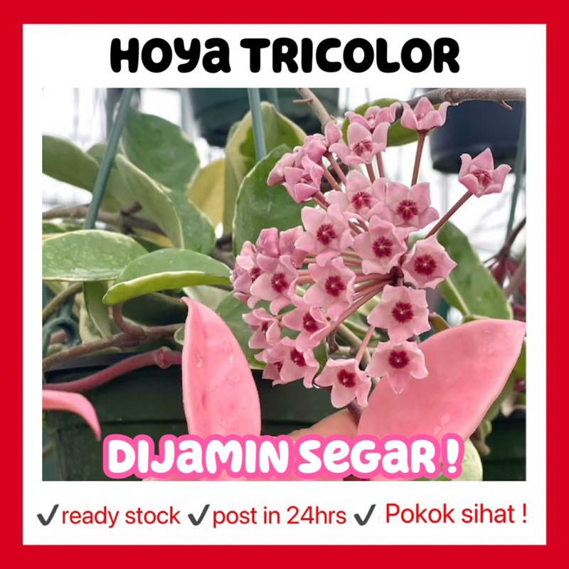 RINA • hoya tricolor • carnosa crimson queen variegated wax plant ...