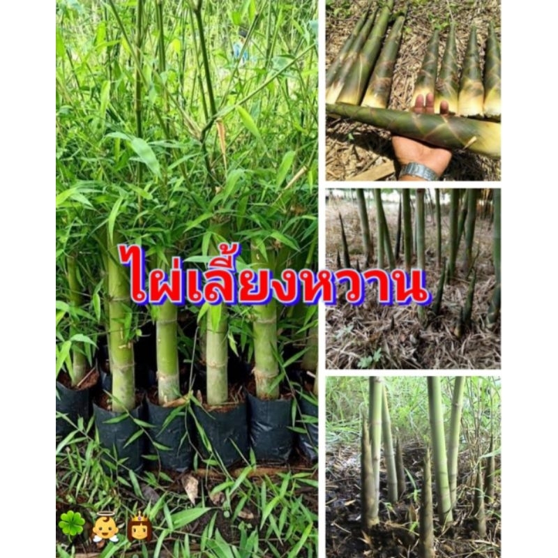 pokok buluh madu thai / buluh madu thai murah /pokok rebung buluh madu ...
