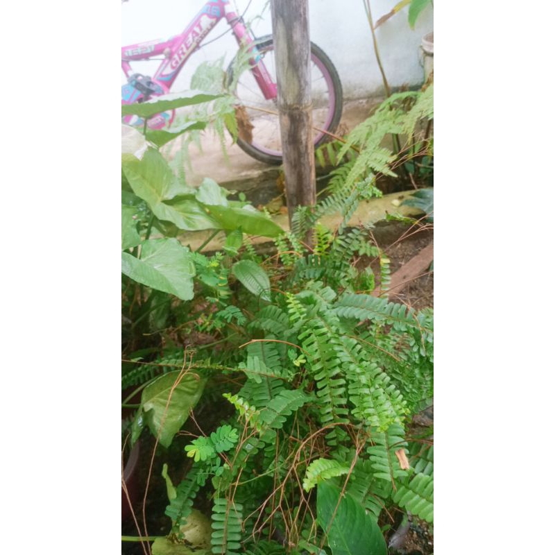 paku pakis hiasan(fern for decoration) | Shopee Malaysia