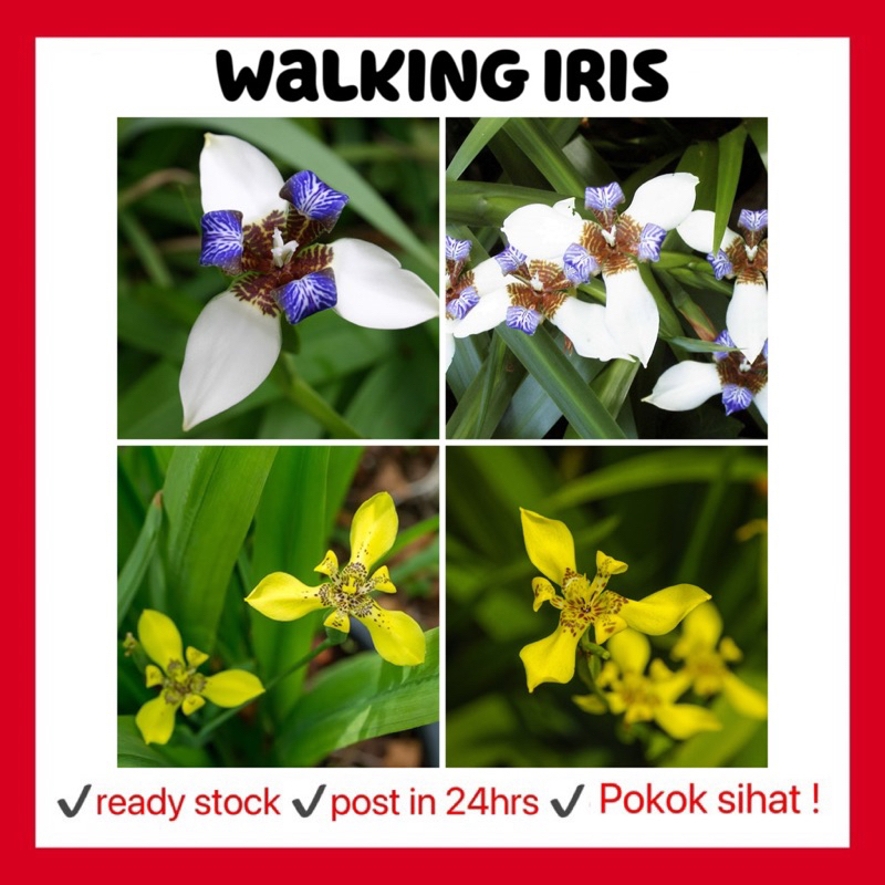 RINA • walking iris • pokok hidup real live plant neomarica gracilis ...