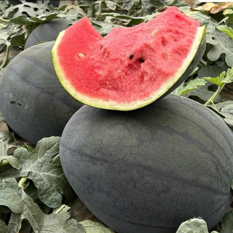2gram Biji Benih Tembikai Merah Kulit Hitam / Round Black Watermelon ...