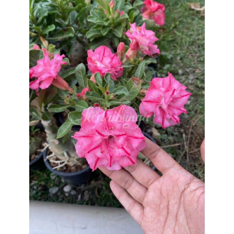ADENIUM PINK CANTIK DUA TONE | Shopee Malaysia