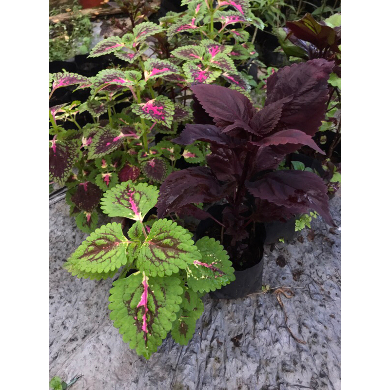 POKOK ATI ATI HIASAN (FREE BAJA) | Shopee Malaysia