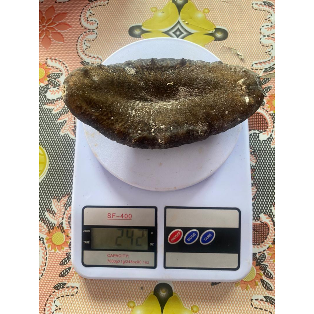 balat susu/sea cucumber/dried sea cucumber/Timun Laut/Saiz M | Shopee ...
