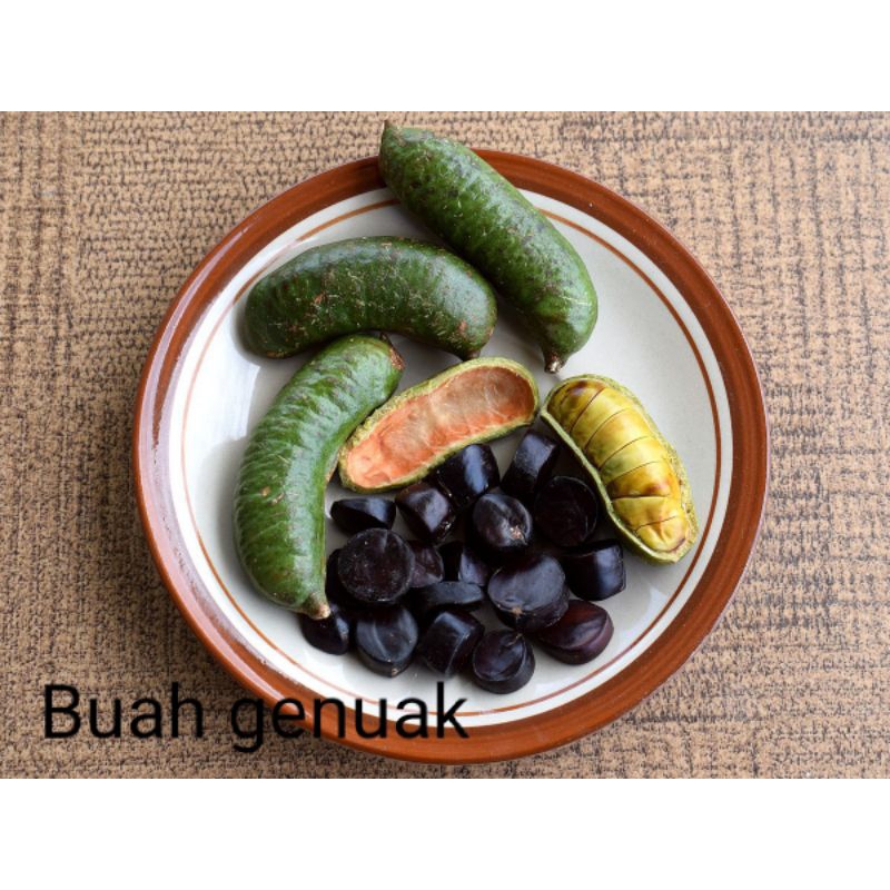 Anak pokok genuak atau kerdas | Shopee Malaysia