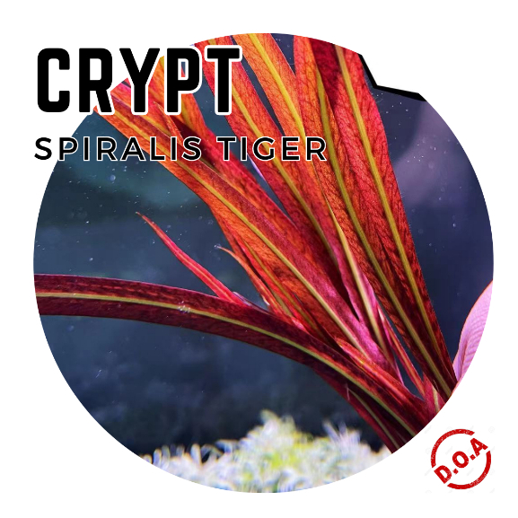 [Aquatic Plant] Cryptocoryne Spiralis Tiger Stripes Rare Plants Crypt ...
