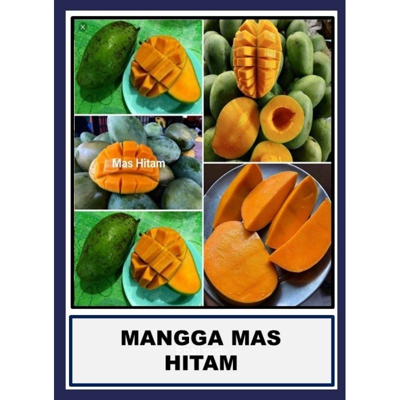 Anak Pokok Mangga/mango Grafted Plant Irwin apple Taiwan Harum Manis ...