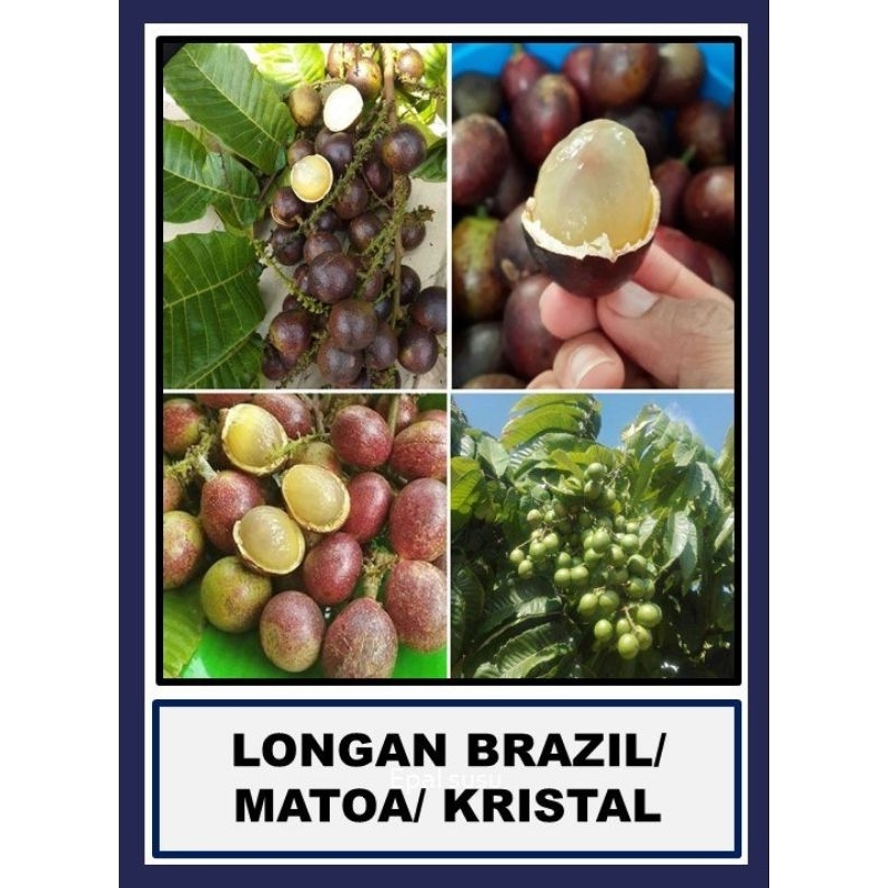 Anak Pokok Longan ping pong, Longan lada hitam, Longan tangkai emas ...