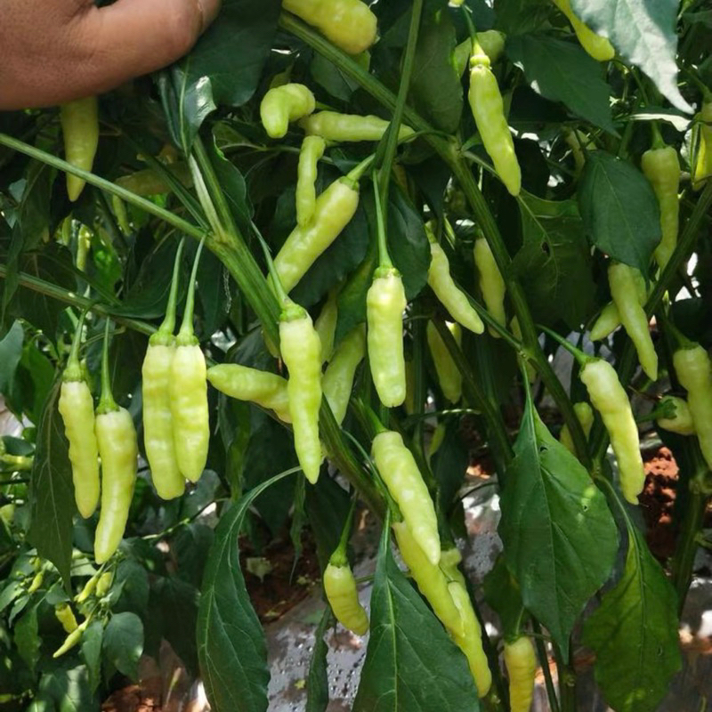 15 seed - Lada Cili Padi Kedut Super Pedas 超辣皱皮小米椒 | Shopee Malaysia