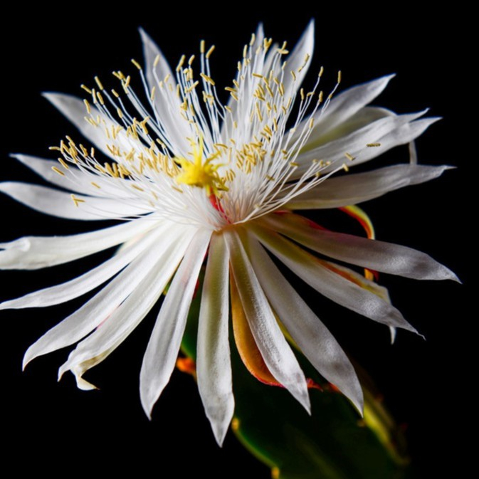Keratan Pokok Bunga Bakawali / Queen of the Night cactus succulent 孔雀昙花 ...