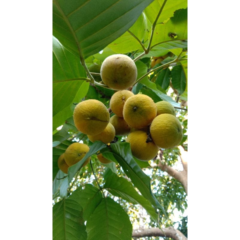 buah sentul/buah setey/buah setoi kampung ( harga untuk 1kg) | Shopee ...