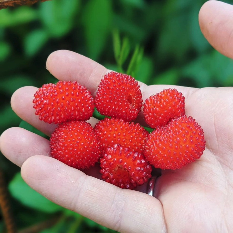 Anak Pokok Raspberry Atherton - Rubus Probus | Shopee Malaysia