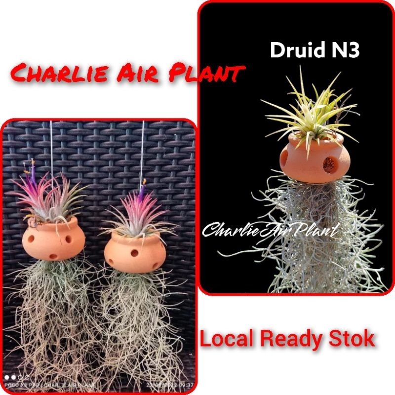 CP🍃AIR PLANT REAL LIFE AIRPLANT IONANTHA & SPANISH MOSS, POKOK JANGGUT ...