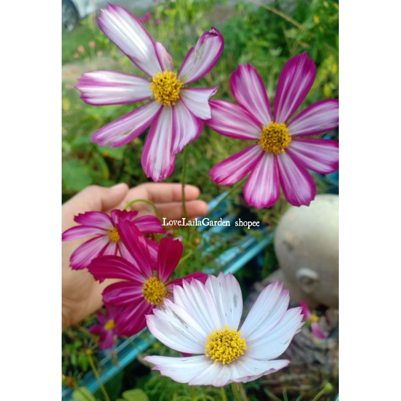 BUNGA COSMOS FAIRY TALE • WARNA CAMPUR • 30 BIJI BENIH •SEED• | Shopee ...