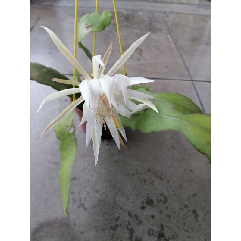 Queen of Night Orkid /Epiphyllum Oxypetalum / Wijaya Kusuma / Pokok Gul ...