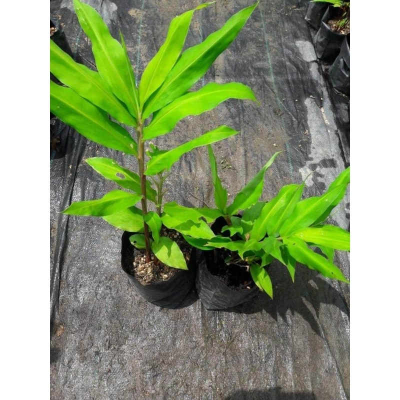 (TAMAN SARI LANDSCAPE) Pokok Halia/Ginger plant/local spice/Herbs/real ...