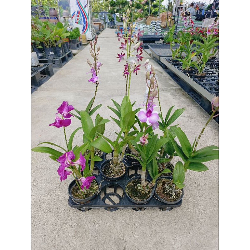 Happi GO 1Pot Orchid Dendron / Bunga Orkid (Live Plant) | Shopee Malaysia