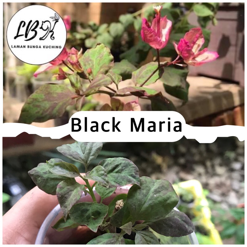 Bougainvillea/Bunga Kertas Black Maria medium size | Shopee Malaysia