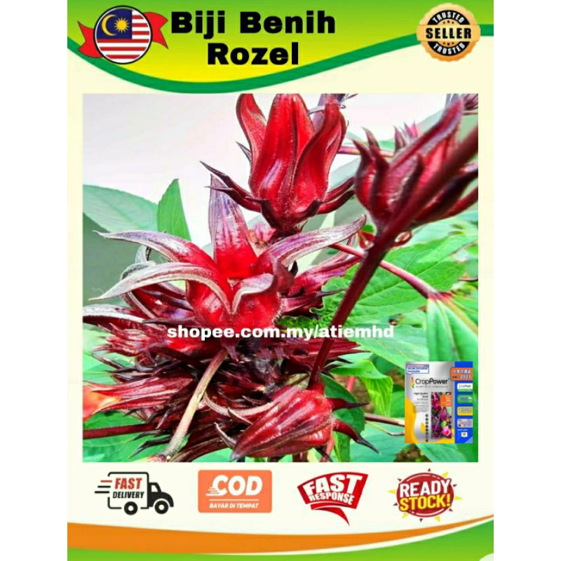 🔥🔥10 pcs Biji Benih Rozel/ Roselle Hibiscus Flower Ribena | Shopee Malaysia