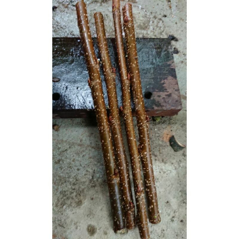 KERATAN BATANG MULBERI(6 KERATAN) | Shopee Malaysia