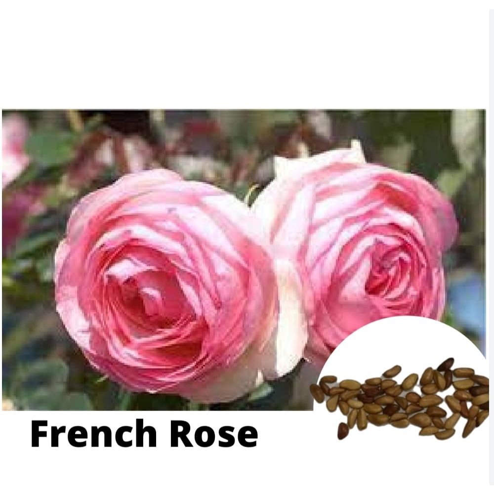 Biji Benih Bunga 50pcs Mawar Rose water Flower Garden Plant Seeds ...