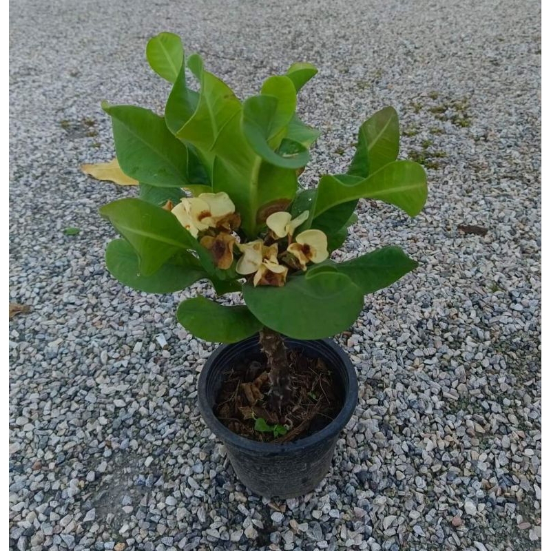 ANAK POKOK BUNGA MAHKOTA DURI (WARNA KUNING) | Shopee Malaysia