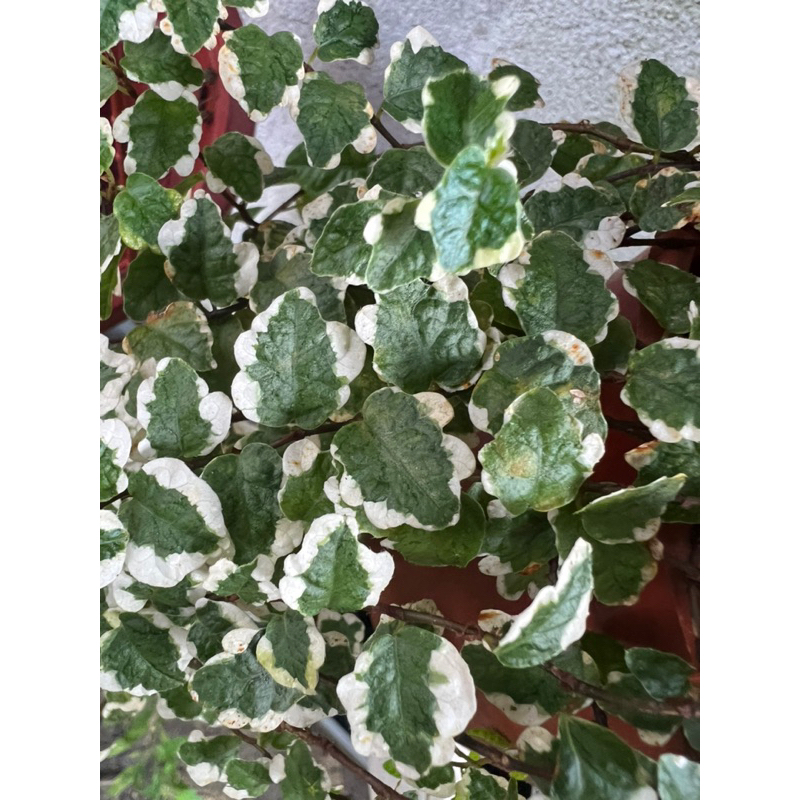 5 Keratan Ficus Pumila Variegated / Climbing Fig / Creeping Fig ...