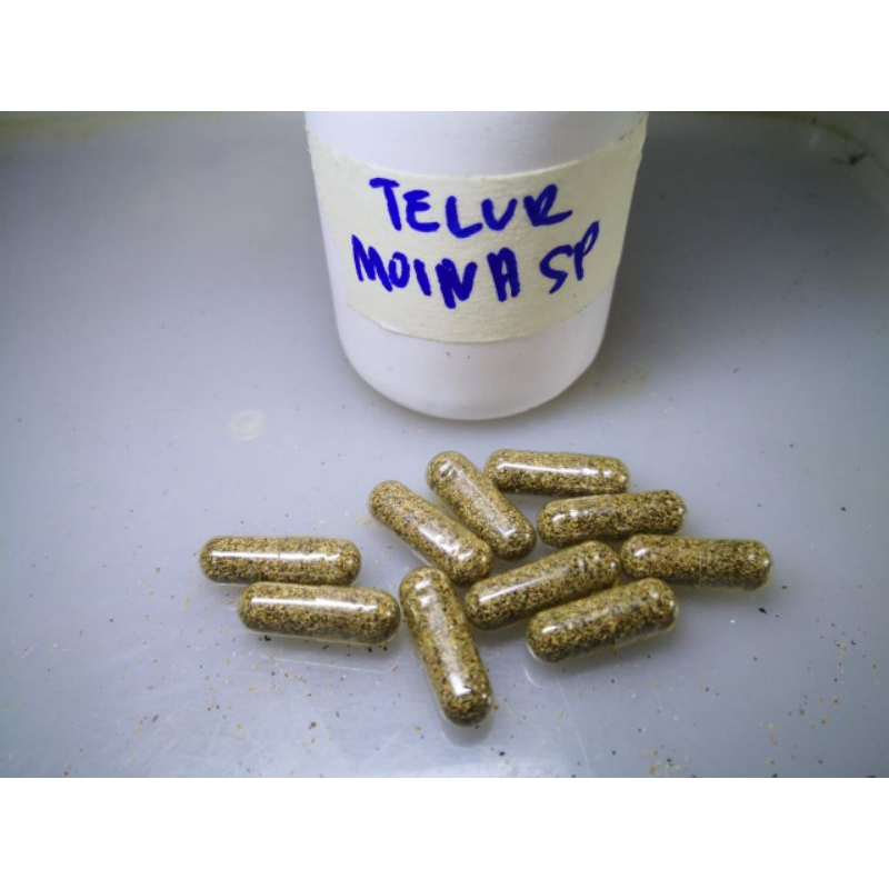 Capsule Telur Moina SP Hygenic-By Ns Betta House 🥇 in Malaysia 🌟 ...