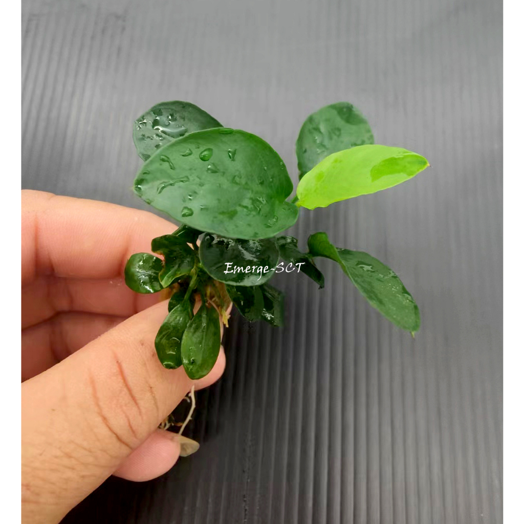 Anubias nana' small leaf'迷你娜娜小榕-/Emerge水上叶/Aquatic plant/Tumbuhan ...