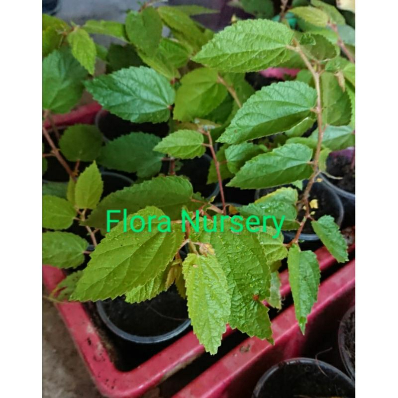 anak pokok ceri hutan/liar | Shopee Malaysia