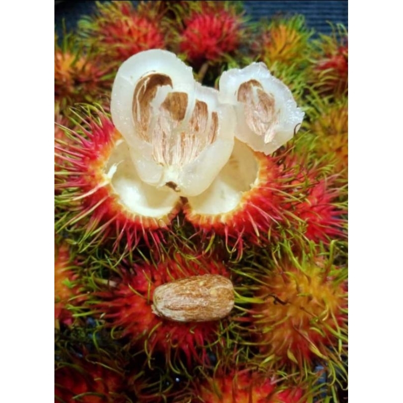 ANAK POKOK RAMBUTAN KERAK NYIOR | Shopee Malaysia