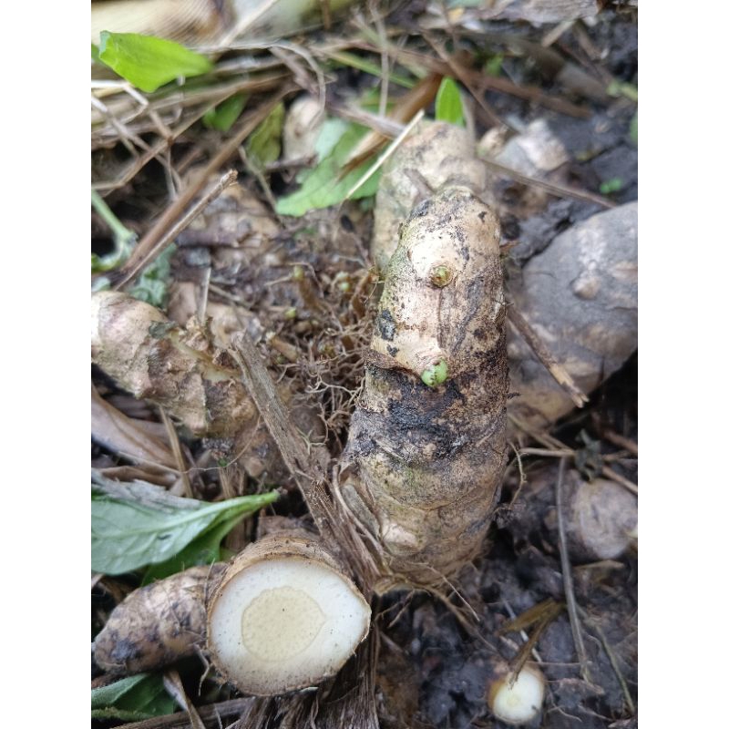 Rizom Temu Hitam, Ubi Temu Hitam, Temu Hitam (100 gram) | Shopee Malaysia