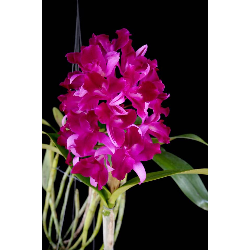 Rhyncattleanthe Yuan Dung Torch 'Grape' | Medium | Rare Cattleya ...