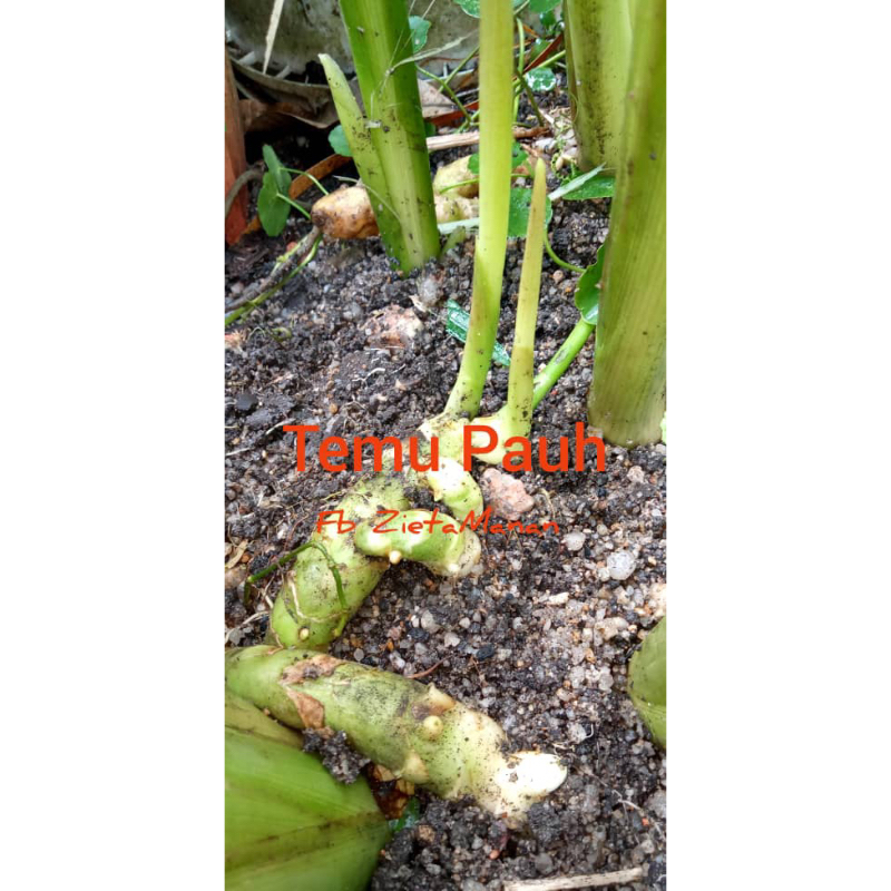 Anak Pokok Temu Pauh | Shopee Malaysia