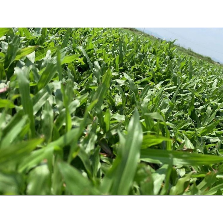 [500seed] Axonopus Compressus 丨CowGrass丨Seed Carpet Grass丨 巴西地毯草 Biji ...