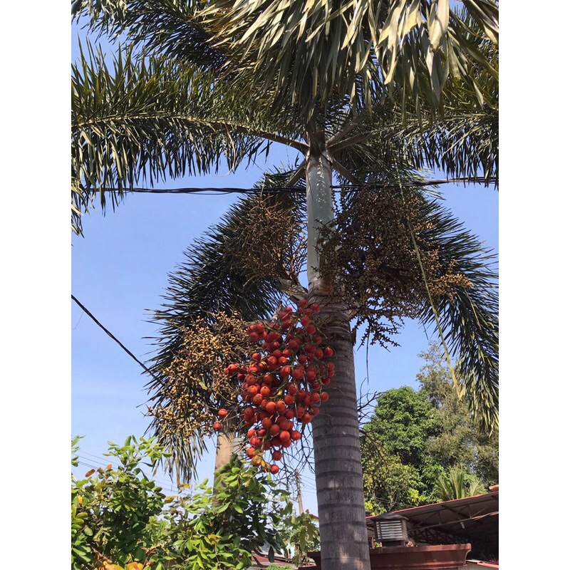 anak pokok pinang ekor tupai besar dlm polybag | Shopee Malaysia