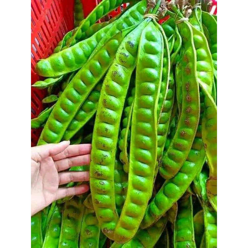 Petai Seikat/Fresh/Stok Baru Gred AA | Shopee Malaysia