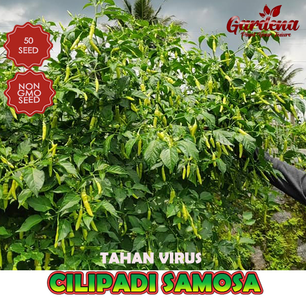 50 biji benih CILI PADI , CABAI MELAKA. CILI KAMPUNG, LADA BURUNG ...