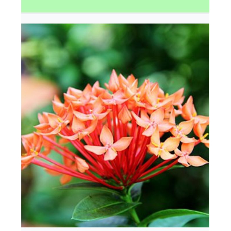 ( BUY 1 FREE 1)Ixora plant ( Small leaves)cutting(2 cuttings)仙丹花剪枝 ...