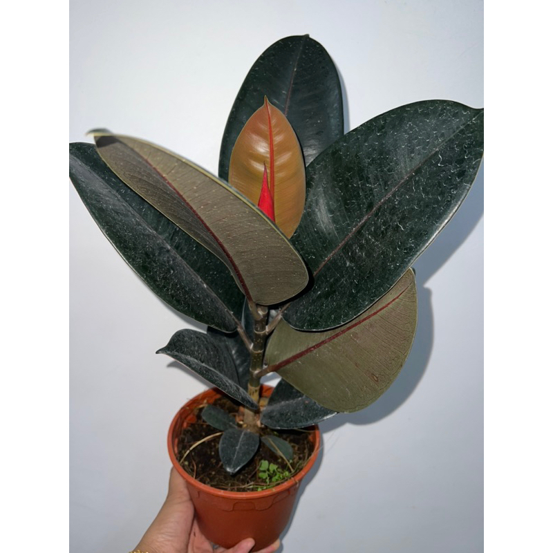 Ficus Elestica Rubber Plant - Pokok Getah Hitam Hiasan - Pokok Hidup ...