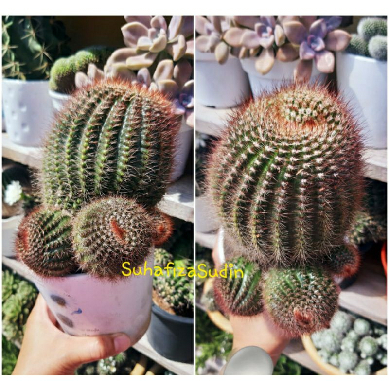 Cactus (Pot saiz 8.5cm) | Shopee Malaysia